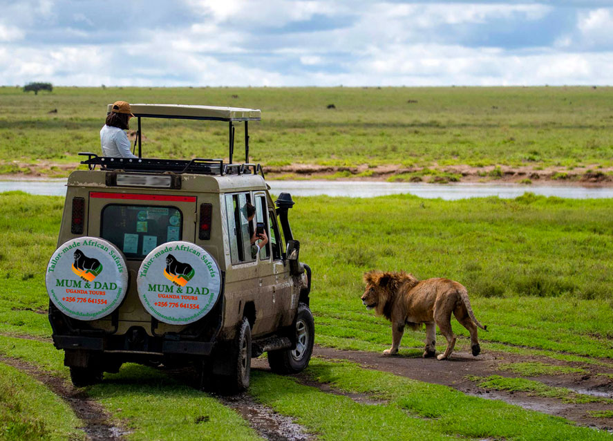 8 Days Uganda Gorilla & Wildlife safari | Gorilla safaris and Tours