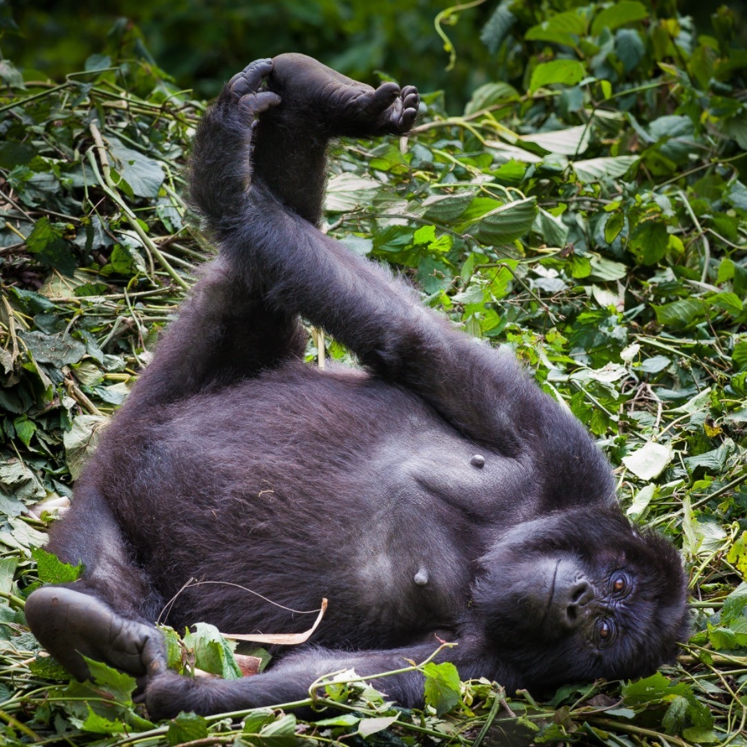 Rwanda Safaris and Tourist attractions | Safaris packages