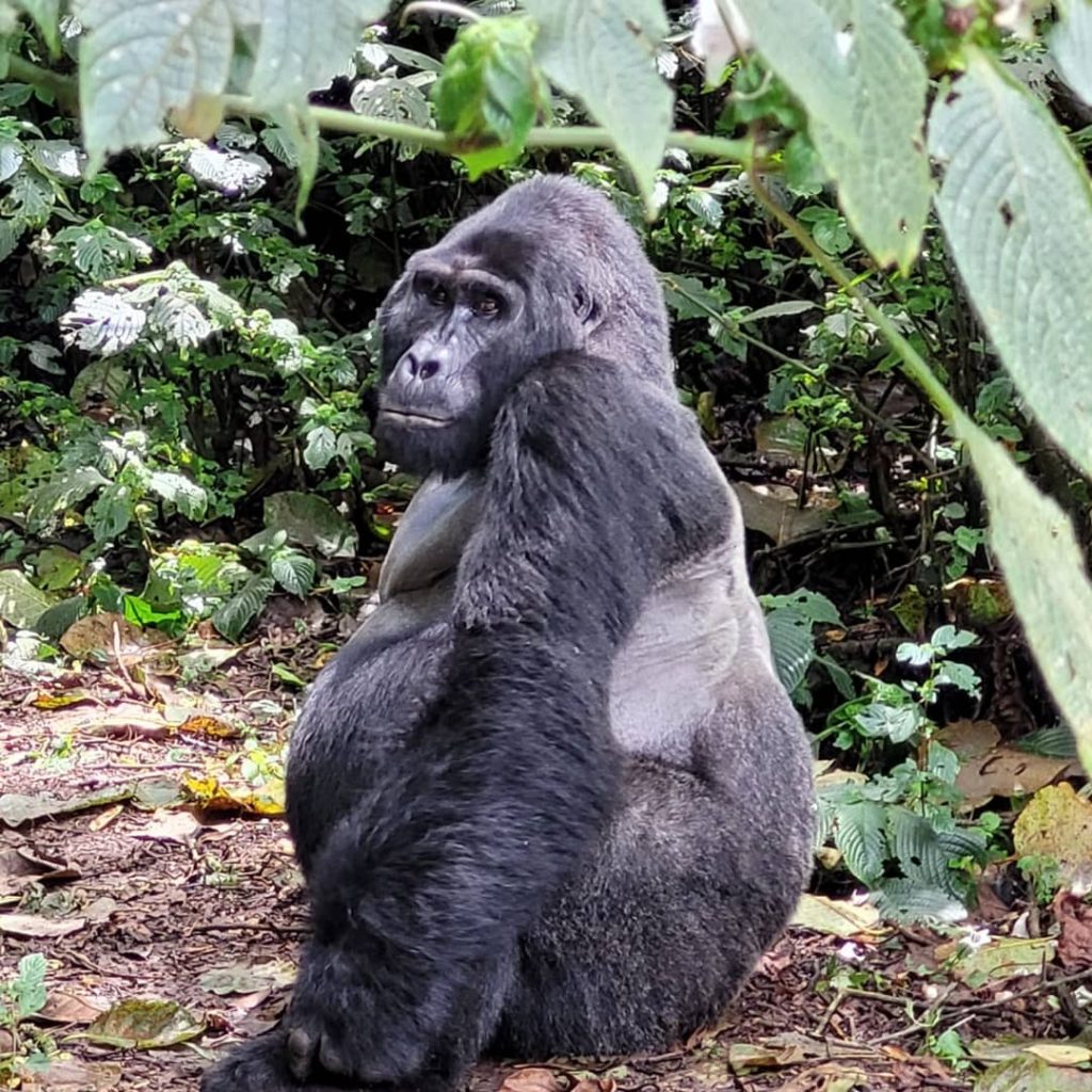 5 best destinations to track primates in Uganda | primate safaris